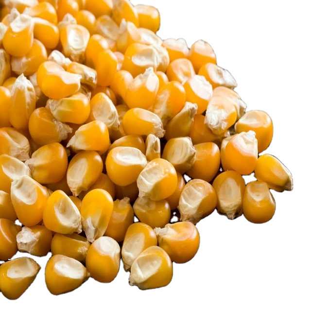 Yellow Corn for Animal Feed for sale| Alibaba.com