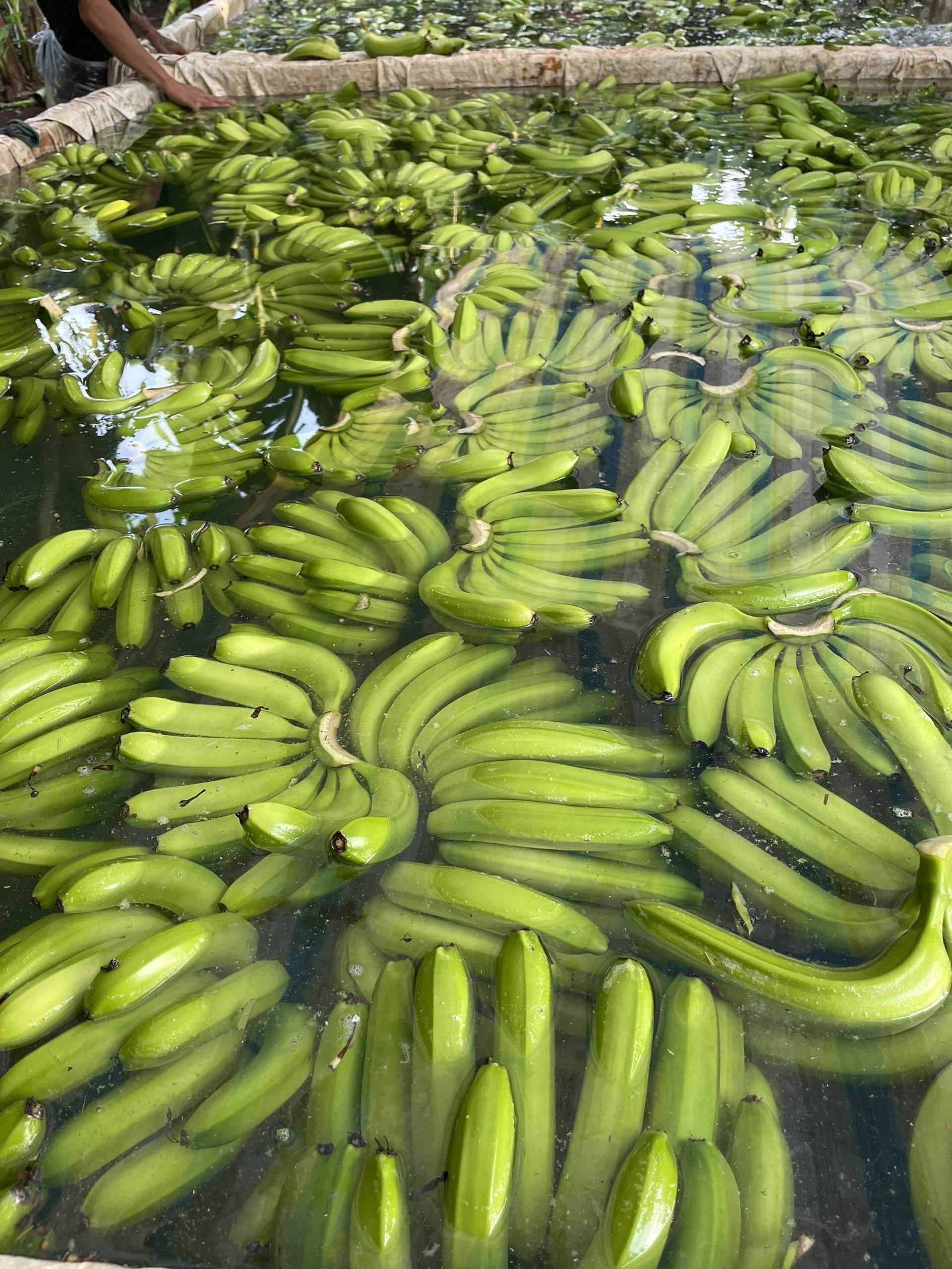 How to Choose the Best Fresh Banana Fruit: A Complete Buying Guide