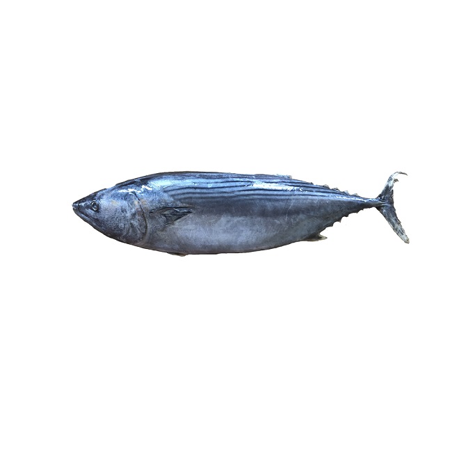 Premium Quality wild caught atlantic mackerel for Global Business Buyers