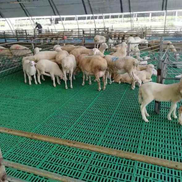 Plastic Slat Flooring for Sheep & Goat Farms - 43mm Thick, OEM