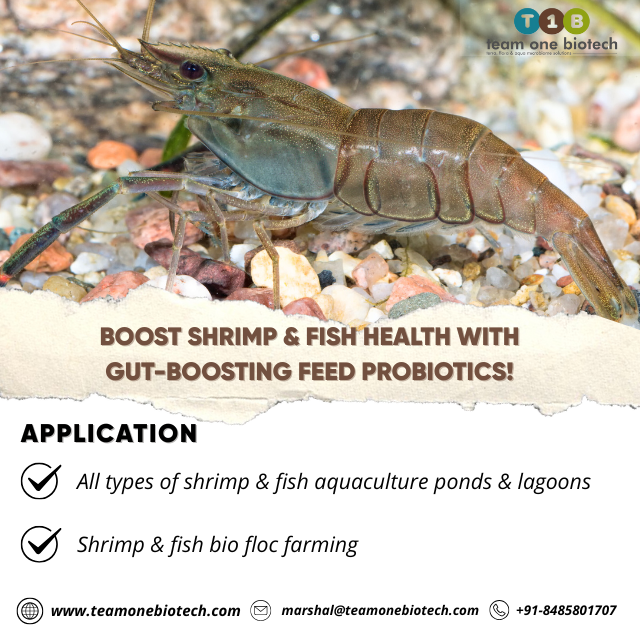 Aquaculture Probiotic Fish Feed for Optimal Feed Programs| Alibaba.com
