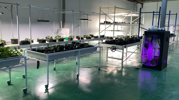 2x4 Grow Box with Cover - Hydroponics Flood Tray for Indoor Growing