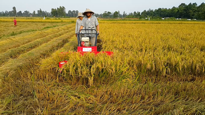 RICE REAPER MACHINE - High Productivity Harvester