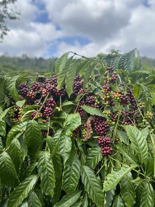 Roasted Robusta Coffee Beans - Strong & Dark-Chocolate Taste