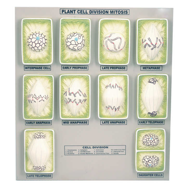 Stages Of Mitosis In Plant Cells Diagram