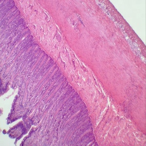 Innovative Solutions with histology tissue microscope prepared slides ...
