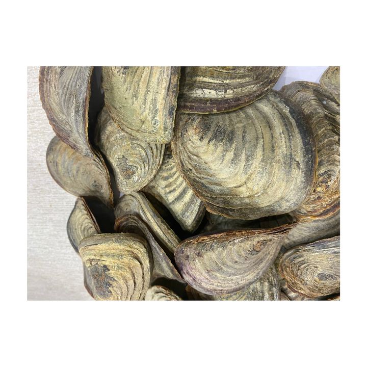 Fresh Seashell Murex Operculum Murex Snail Dry from Vietnam