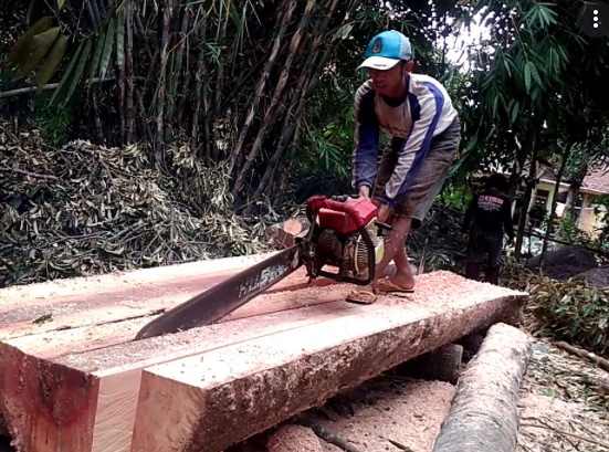 Red Color Durian Wood From Malaysia