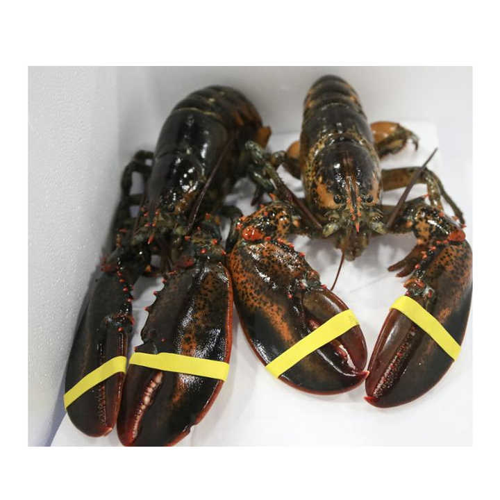 Wholesale Fresh Quality Red Lobster - Live Maine Lobster
