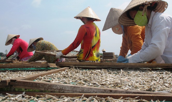 Baby Small Shrimp Dried (Acetes Japonicus) From Vietnam Certified ...
