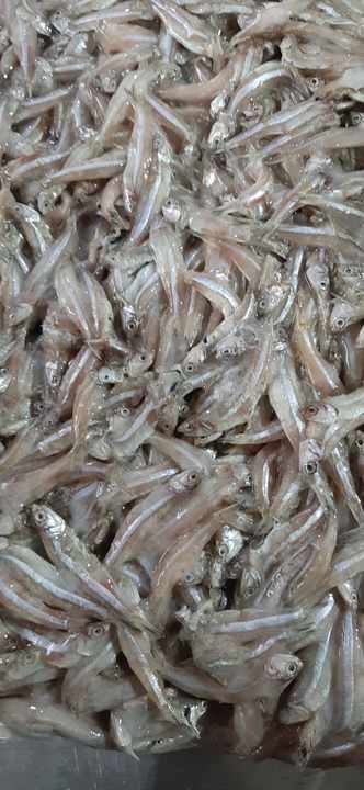 Frozen Anchovy Fish from Vietnam - Wholesale Price