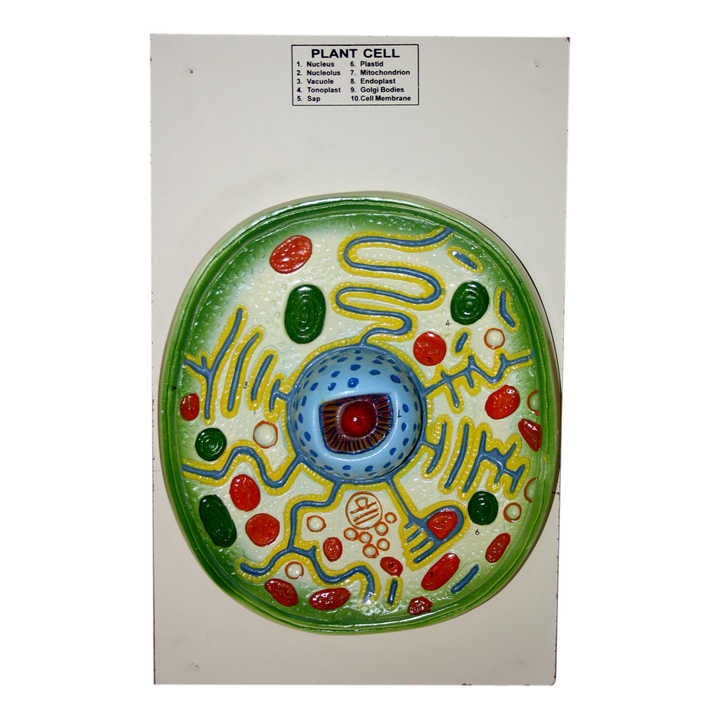 Plant Cell Model By Kids