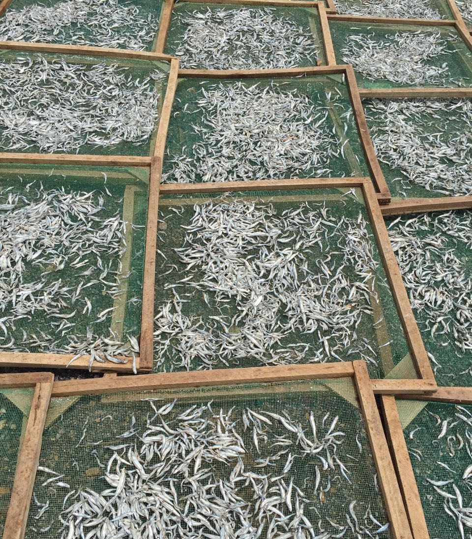 Baby Small Shrimp Dried (Acetes Japonicus) From Vietnam Certified ...