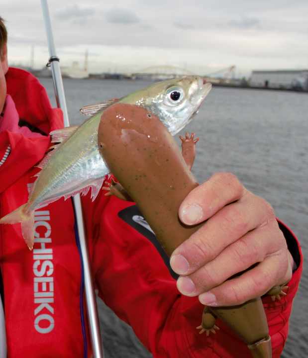 Wholesale Cute Fishing Grip Fish Catcher From Japan Giant Salamander ...