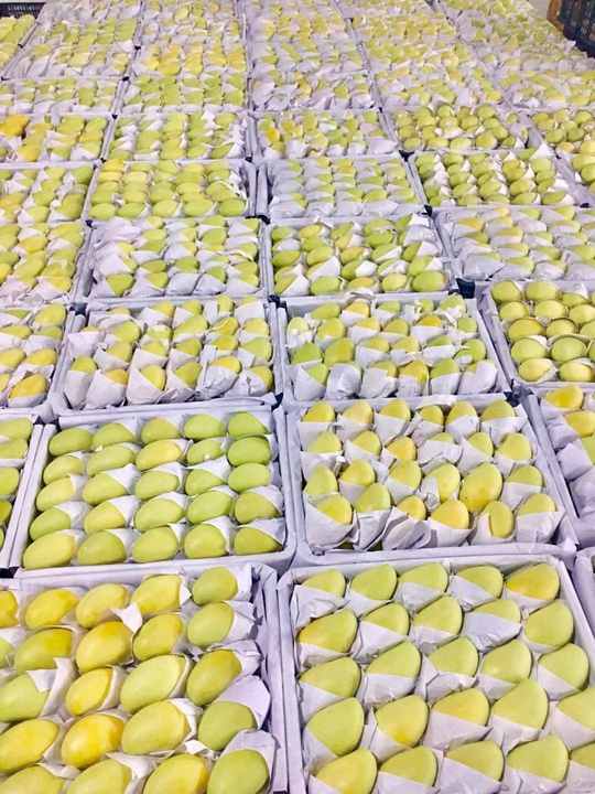 Fresh Mango Fruit Kaew - High Quality & Delicious Taste