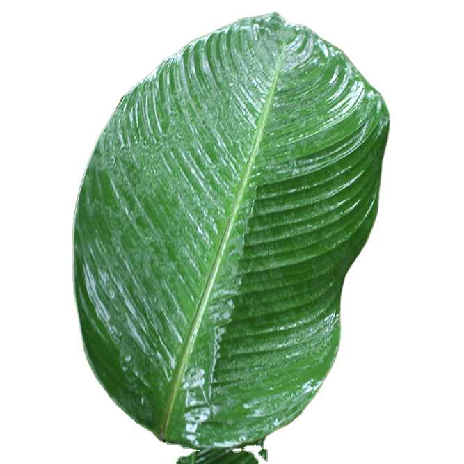 Dong Leaf - Perfect for Wrapping Banh Chung and Food Decor