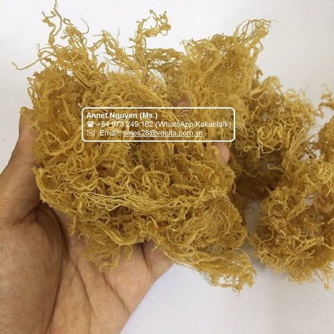 IRISH MOSS SEAWEED / IRISH SEA MOSS COTTONII / EUCHEUMA COTTONII (Mr ...