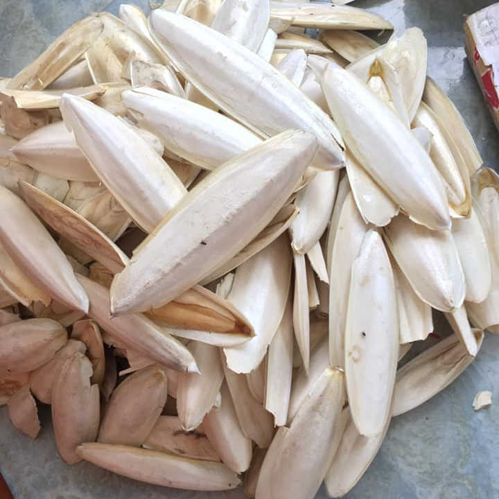 Cleaned Cuttlefish Bone - Dried & Bleached Squid Bone