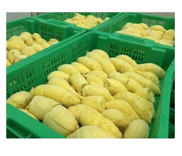 U Fresh Durian - 2019 Ri6 Durian Frozen Paste & Whole Flesh