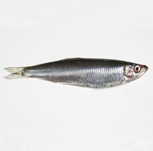 High-Quality pilchard In Delicious Variants - Alibaba.com
