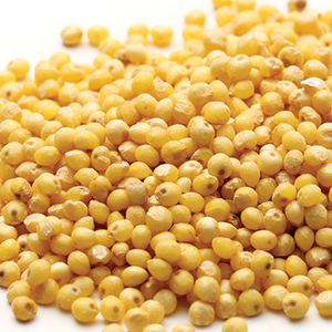 Catálogo de fabricantes de Grain Sorghum Types Of Grains Sorghum Grain ...