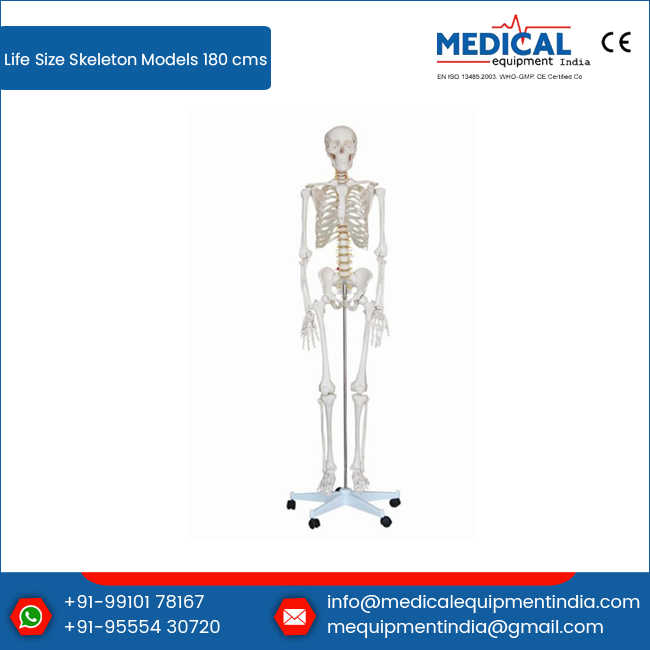 180 Cms Human Life Size Skeleton Model for Medical Education