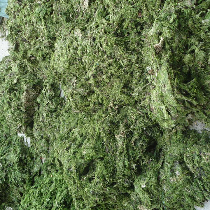 Dried Green Seaweed Powder/ Ulva Lactuca Extract-Vietnam Supplier Ms ...