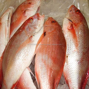 Delectable Frozen Red Snapper for Delicious Seafood meals - Alibaba.com