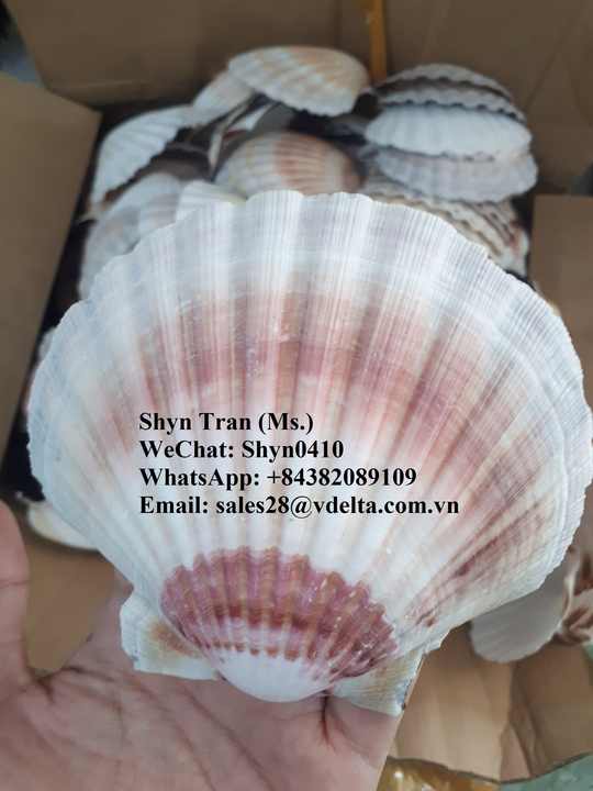 Wholesale Scallop Shell Material From Vietnam (for Crafts, Decorations ...