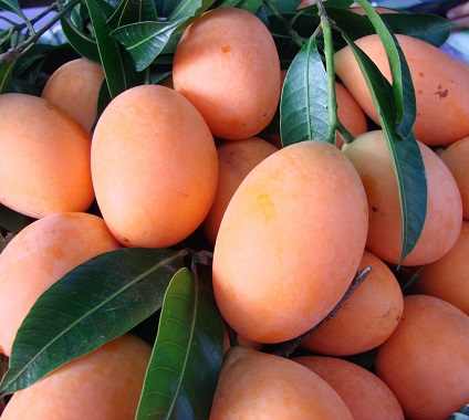 100% Natural Fresh Plum Mango Fruit - Premium Quality