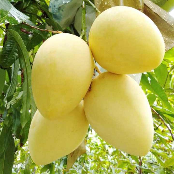 Vietdelta Fresh Mango - Enjoy the Taste of Cat Chu Mango