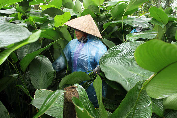 Dong Leaf - Perfect for Wrapping Banh Chung and Food Decor