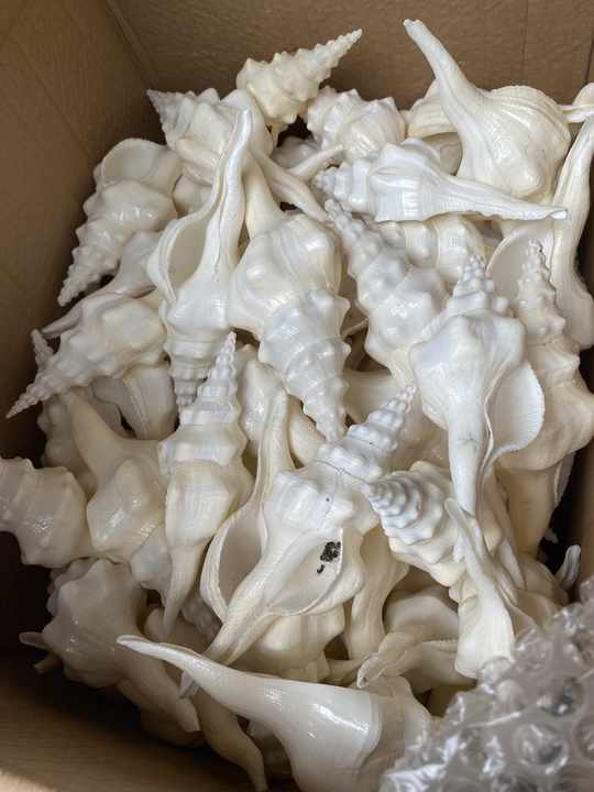 Wholesale Dry High Quality Operculum Shell Seashell Murex