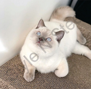 Cardboard Scratcher Cat - Eco-Friendly Durable Design