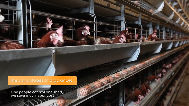 H Type Layer Battery Chicken Cage - Complete Automatic System
