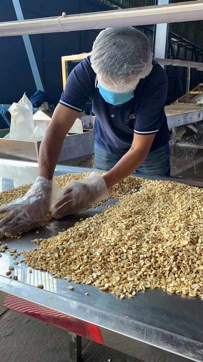 Cashew Nuts - High Quality AFI Standard TRACY CAO +84 969800 854