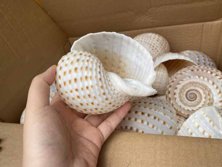 Wholesale Dry High Quality Operculum Shell Seashell Murex
