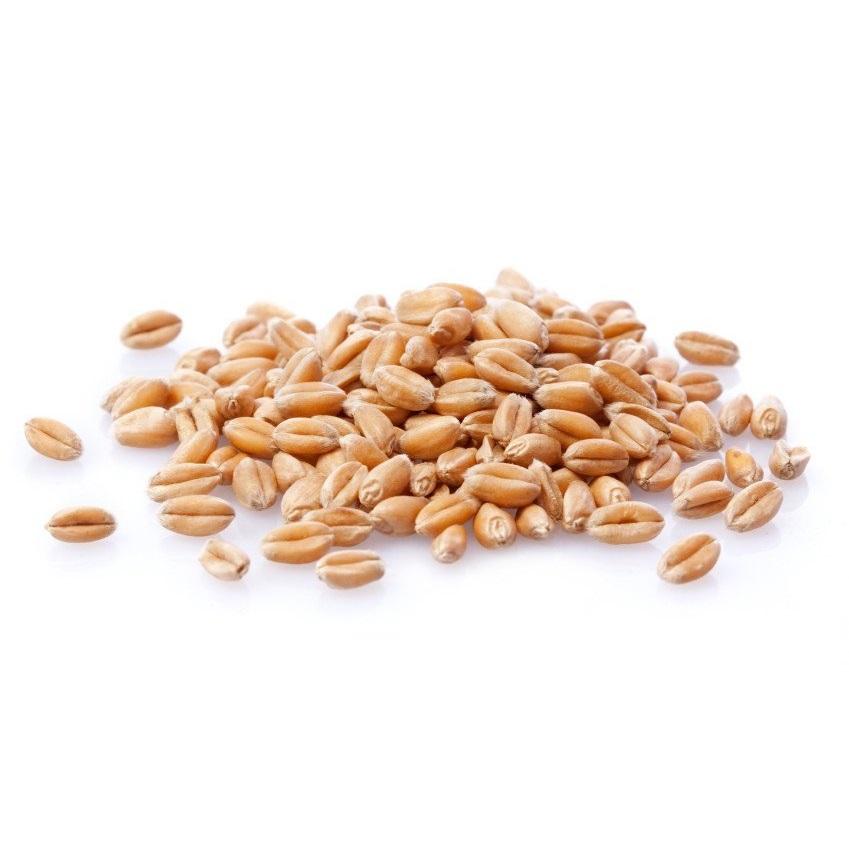 How to Choose Wheat Seed for Agriculture: A Complete Buyer's Guide