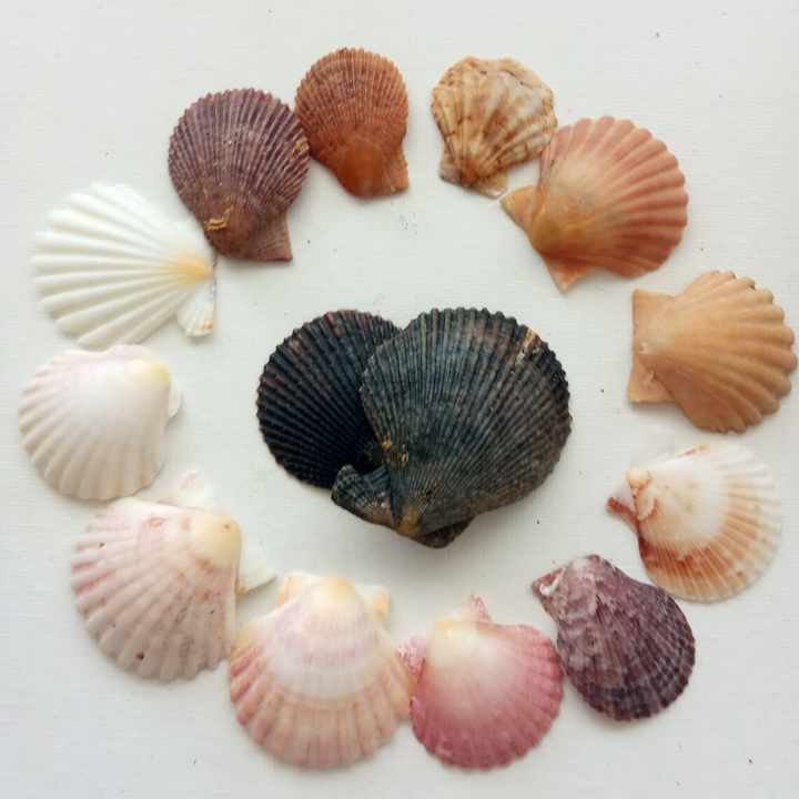 Sea Shells Murex Operculum Murex Snail - Dried Shell for Perfume