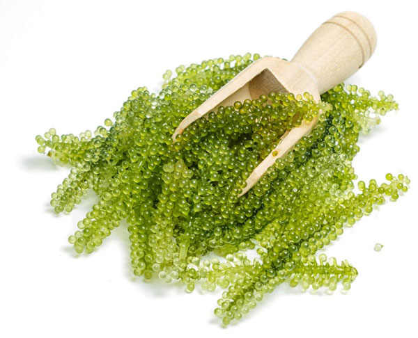 Natural Sea Grapes / Green Caviar / Lato Salt Seaweed Origin In Vietnam ...